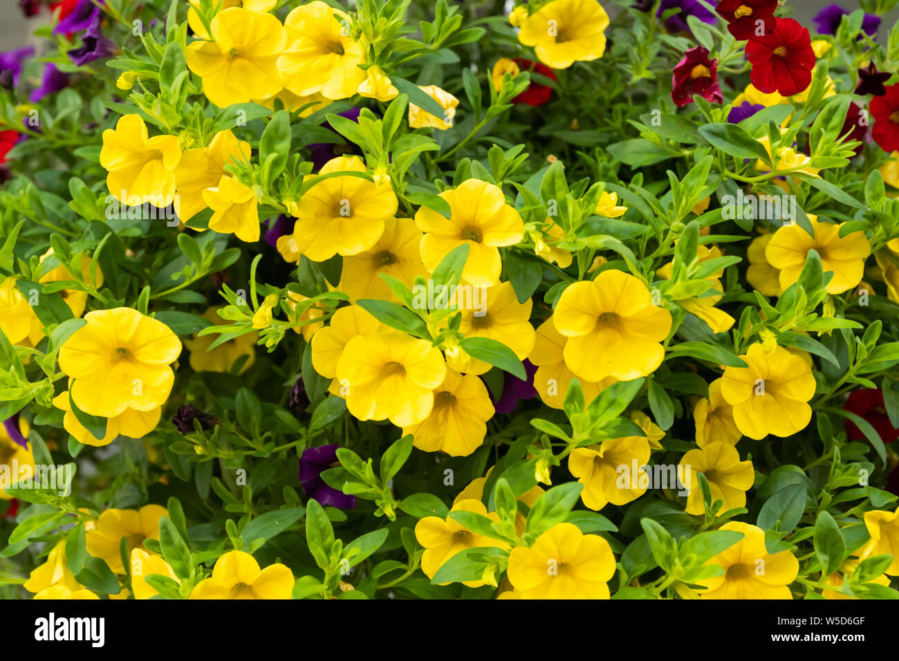 Petunia x calibrachoa hybrid hi-res stock photography and images - Alamy