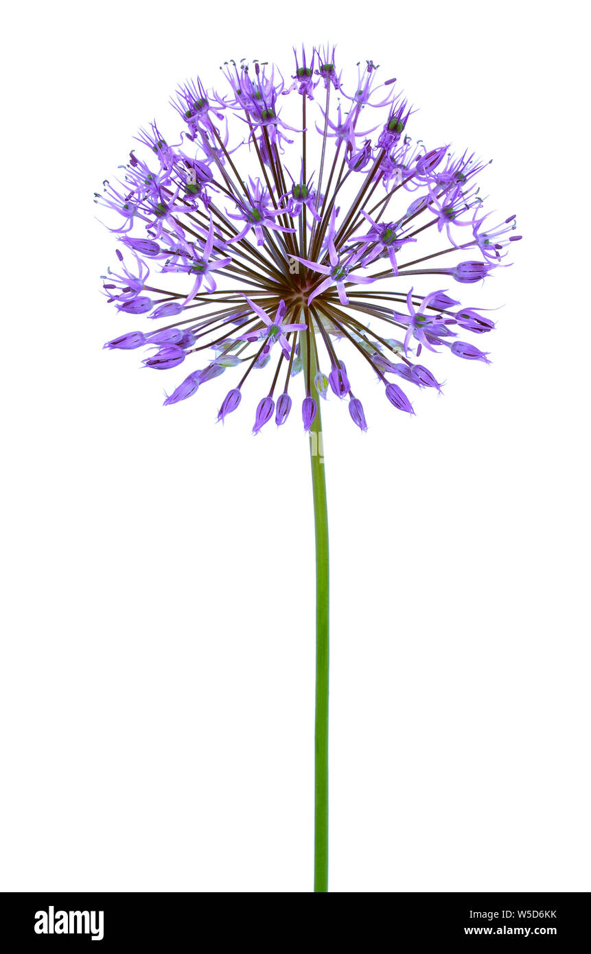 Allium flowers isolated on white background Stock Photo - Alamy