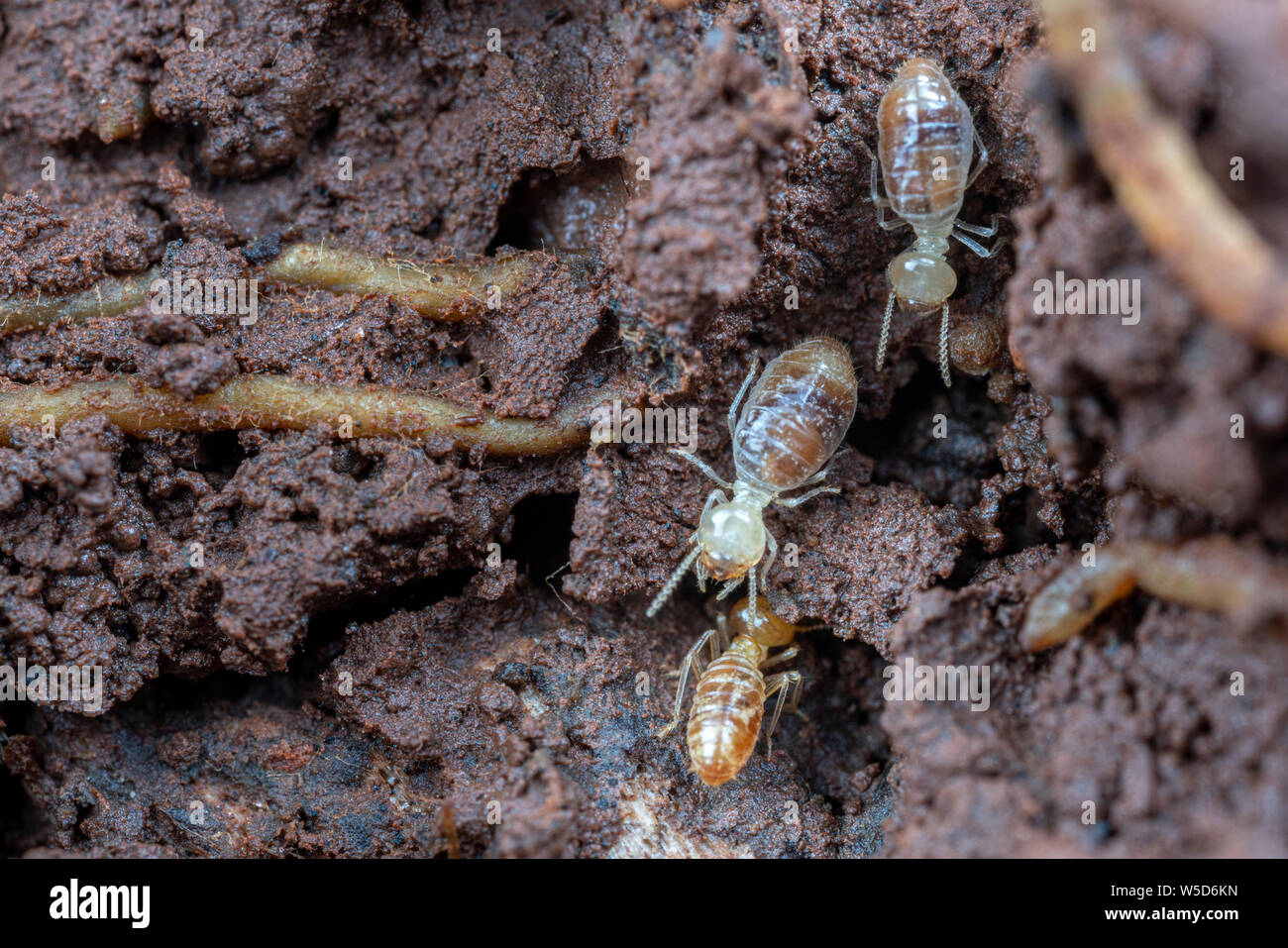 Termite antennae hi-res stock photography and images - Alamy