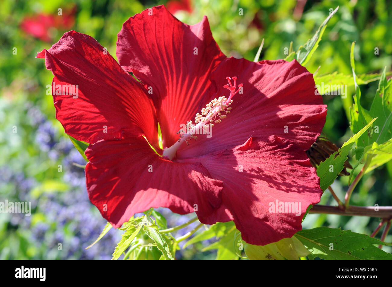 Swamp Rose Mallow in garden under sunshine(Hibiscus palsutris Stock ...