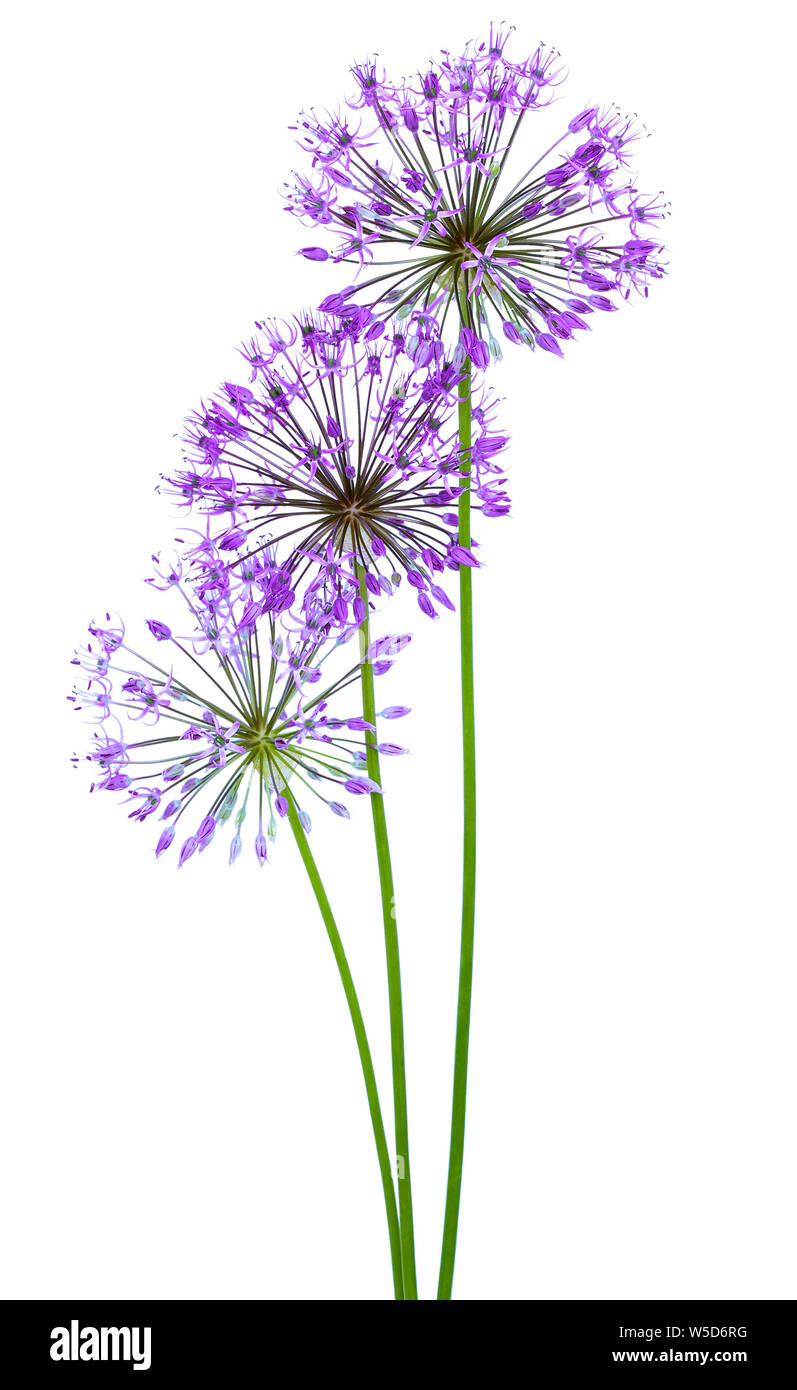 Allium flowers isolated on white background Stock Photo - Alamy