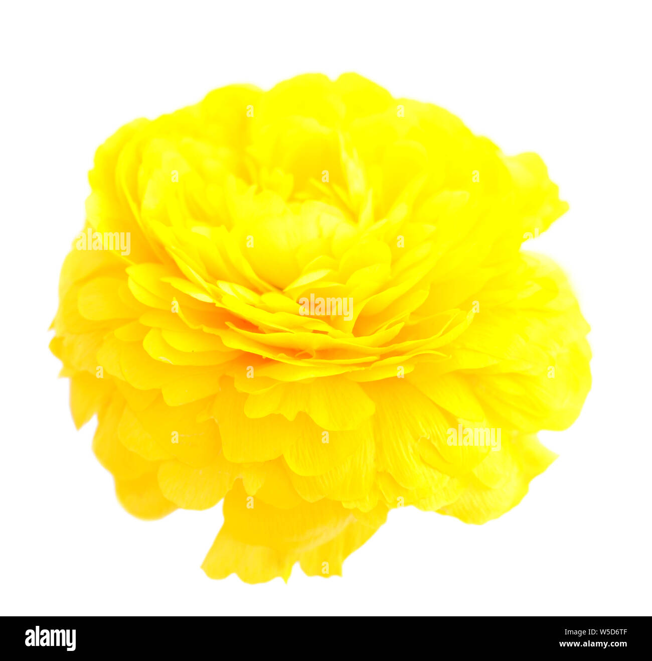 single yellow buttercup isolated on white background Stock Photo - Alamy