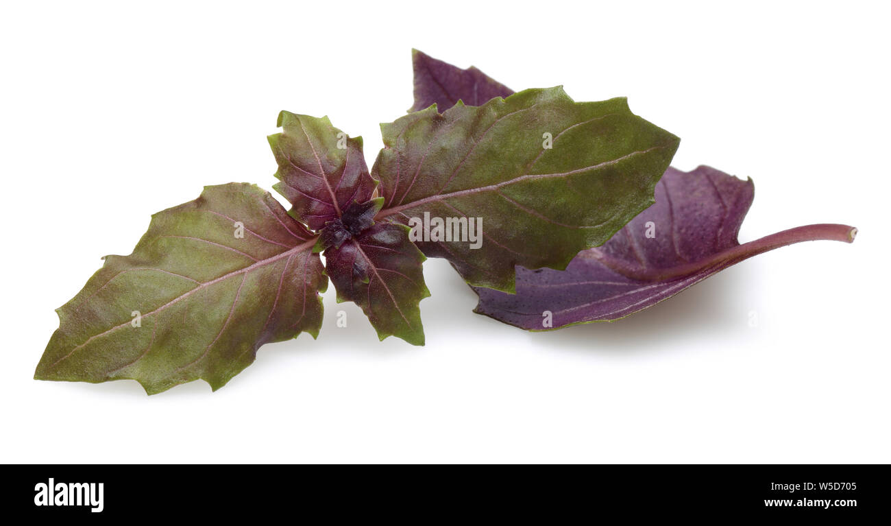 Purple basil leaves isolated on white background Stock Photo - Alamy