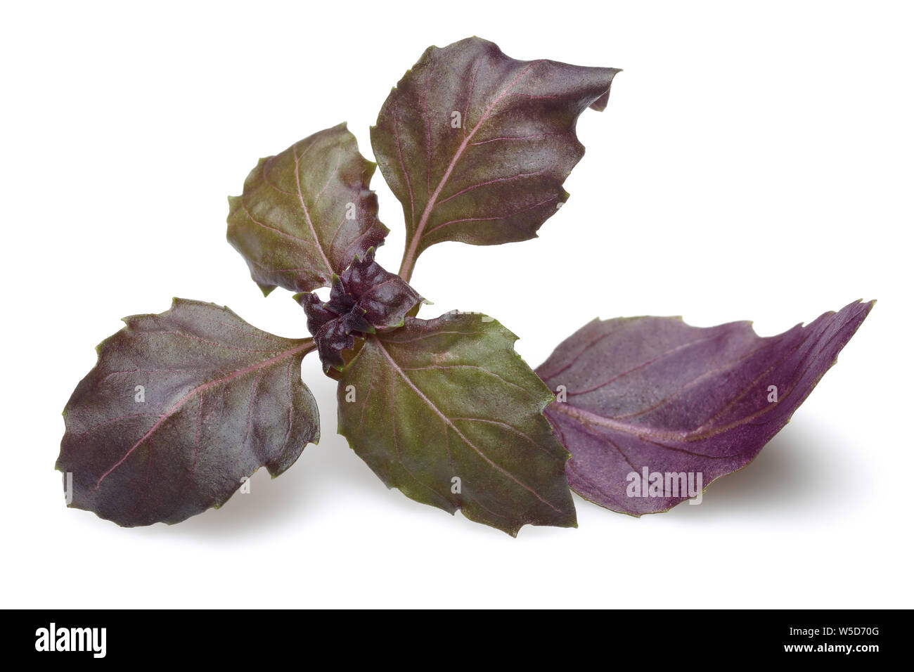 Purple basil leaves isolated on white background Stock Photo - Alamy