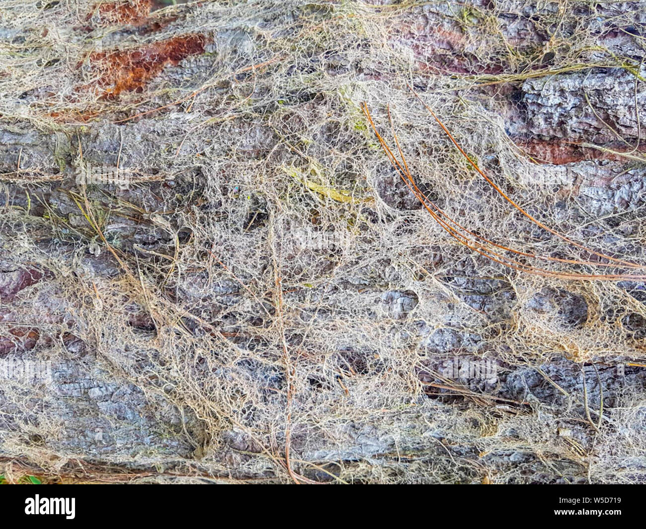 Abstract organic intricate texture background photo Stock Photo - Alamy