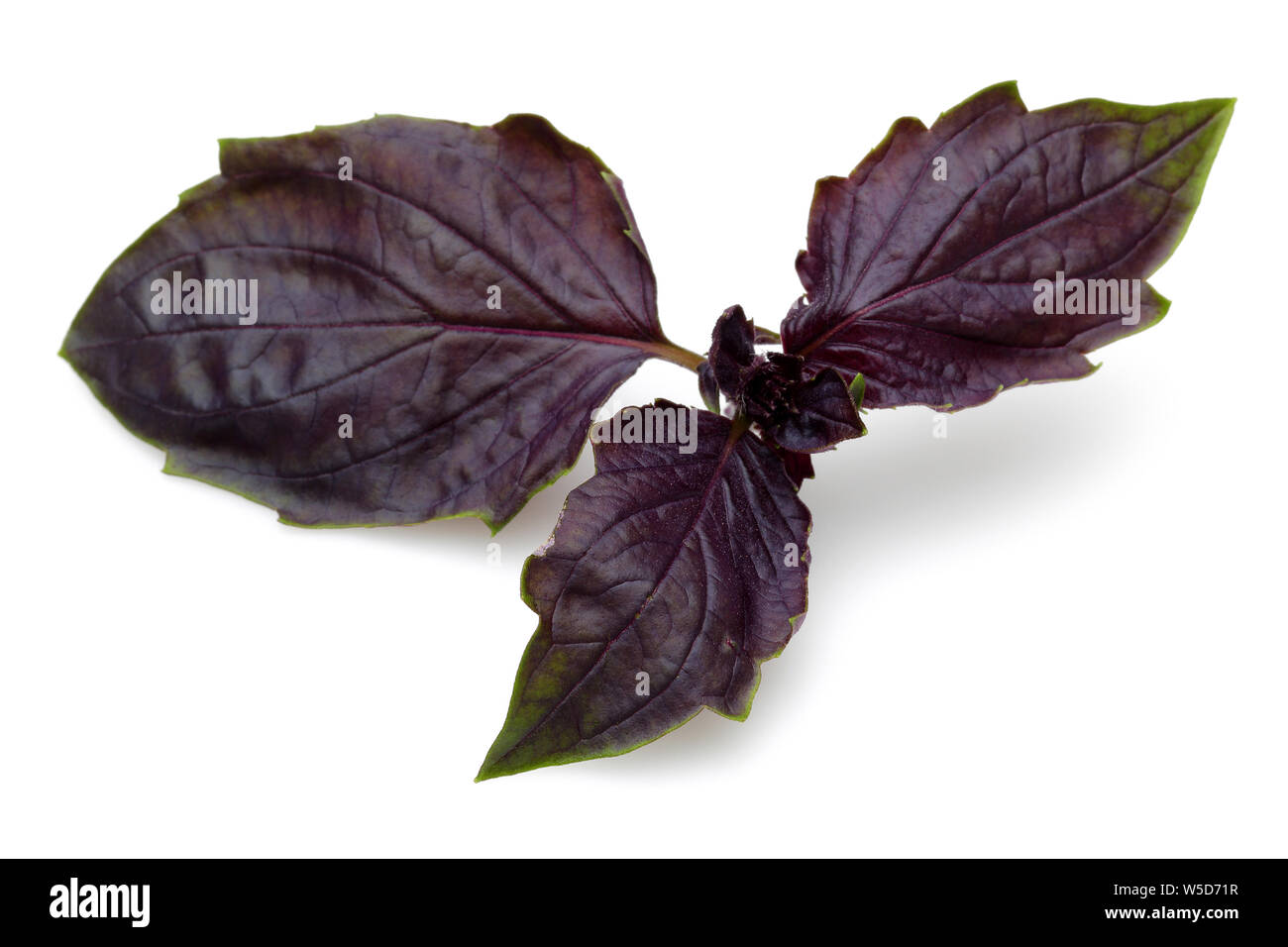 Purple basil leaves isolated on white background Stock Photo - Alamy