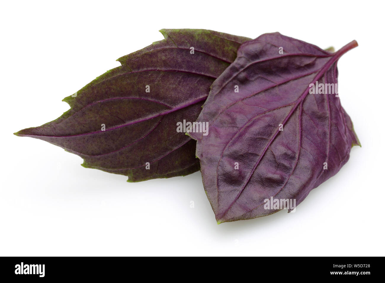 Purple basil leaves isolated on white background Stock Photo - Alamy