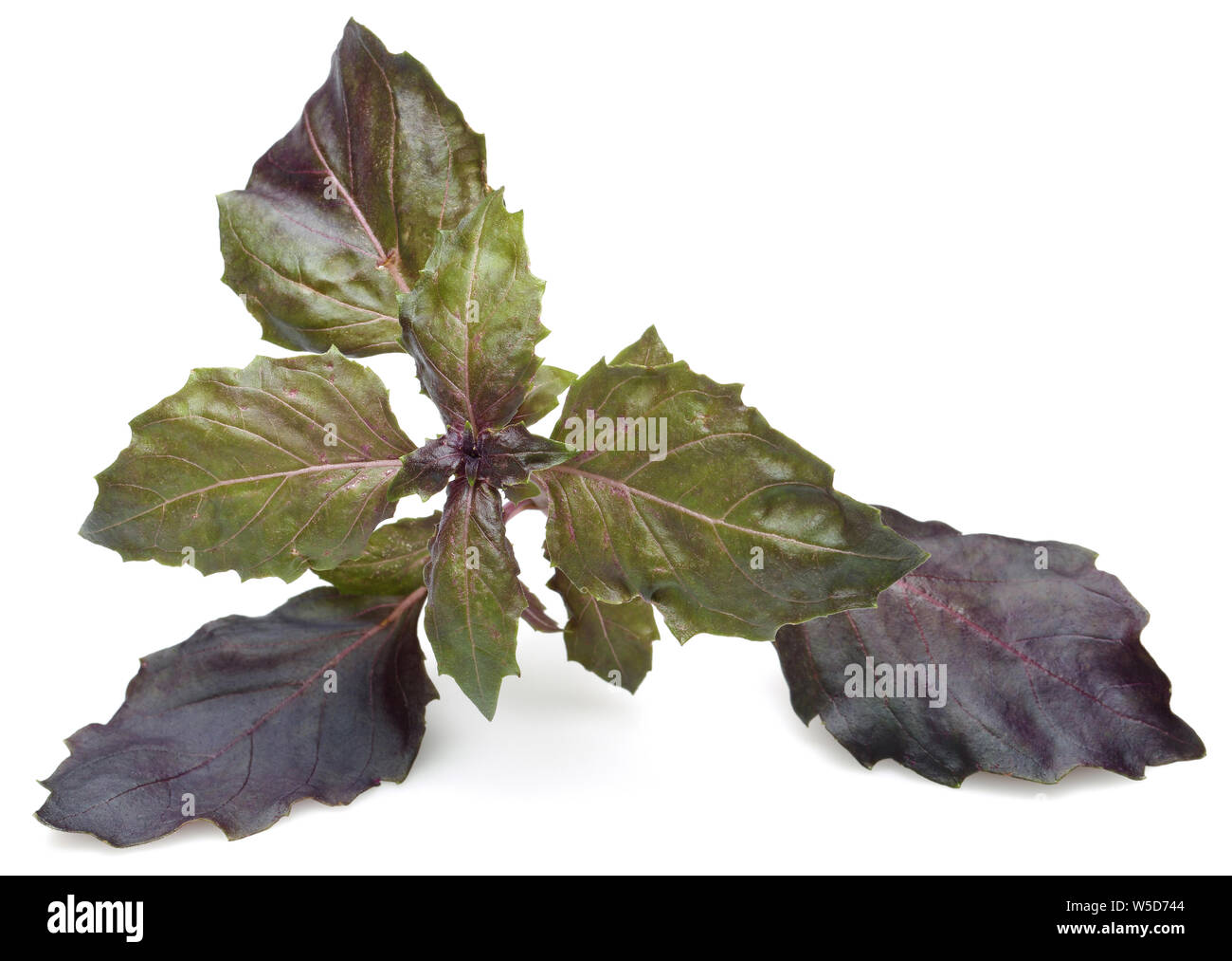 Purple basil leaves isolated on white background Stock Photo - Alamy