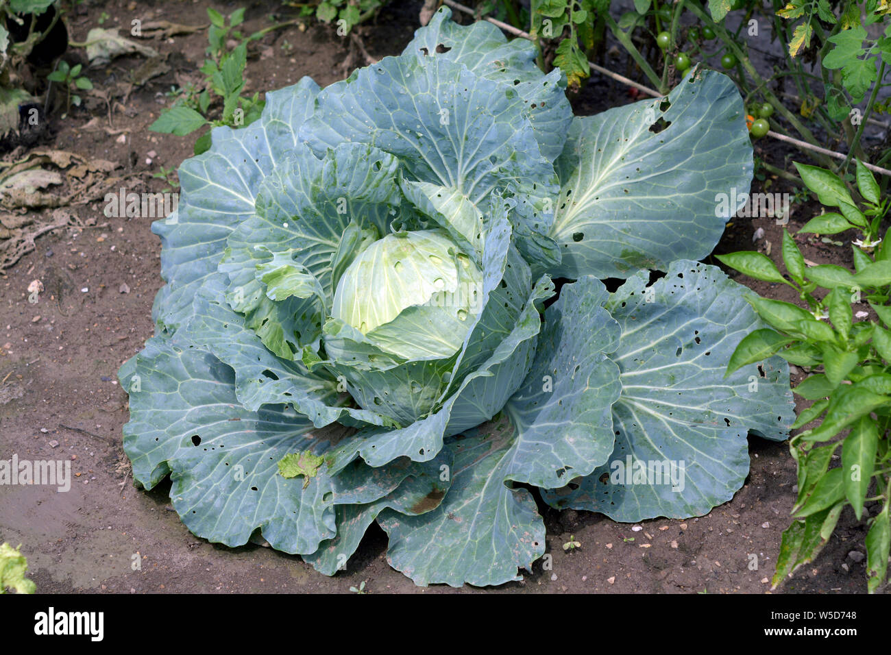 cabbage trees view from top in garden Stock Photo - Alamy