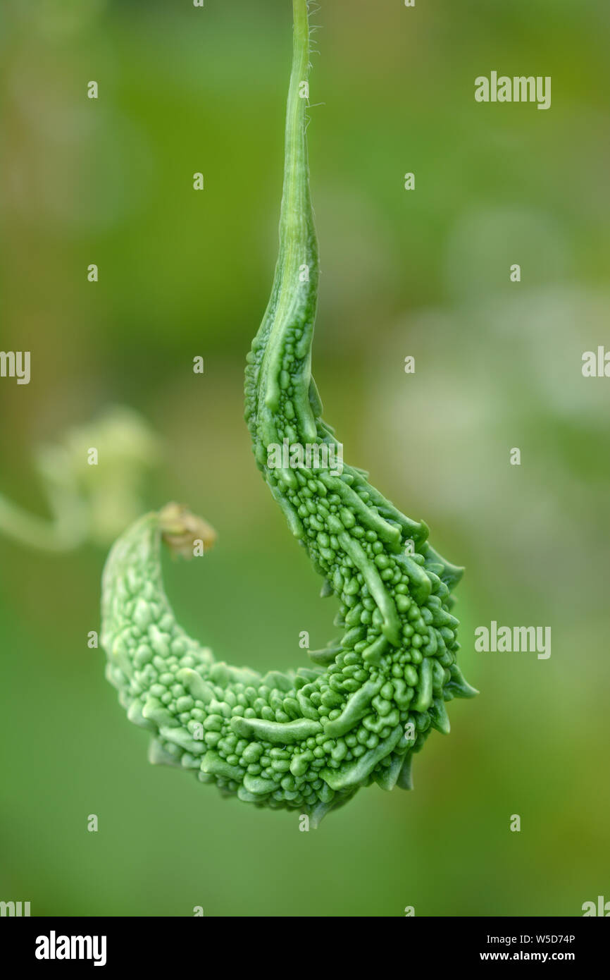 bitter melon on its tree in garden on daytime Stock Photo - Alamy