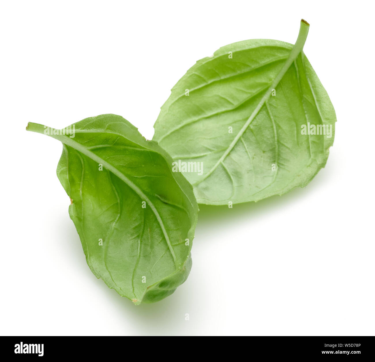 Green basil leaves isolated on white background Stock Photo - Alamy