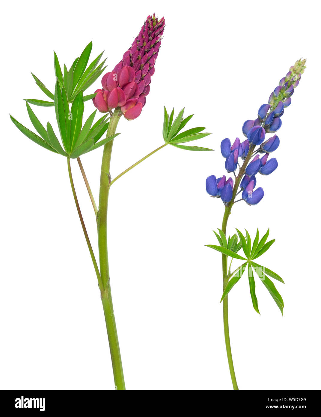 Flower of a lupin lupinus flower hi-res stock photography and images ...