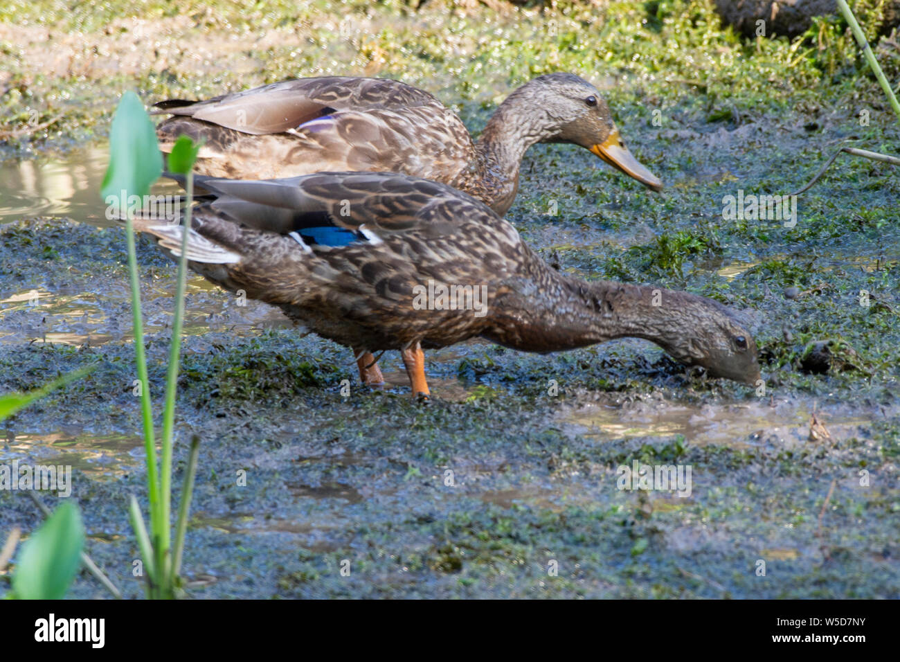Female mallard ducks dig for bugs in the mud of the tidal marsh at ...