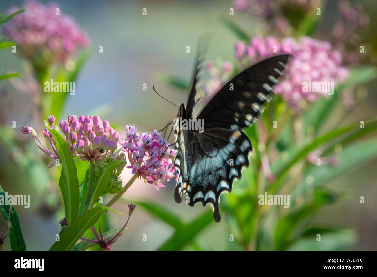 A spicebush swallowtail butterfly alights on a pink flowering plant in ...