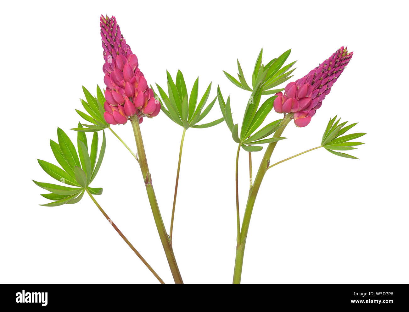 Background wildflower Cut Out Stock Images & Pictures - Alamy