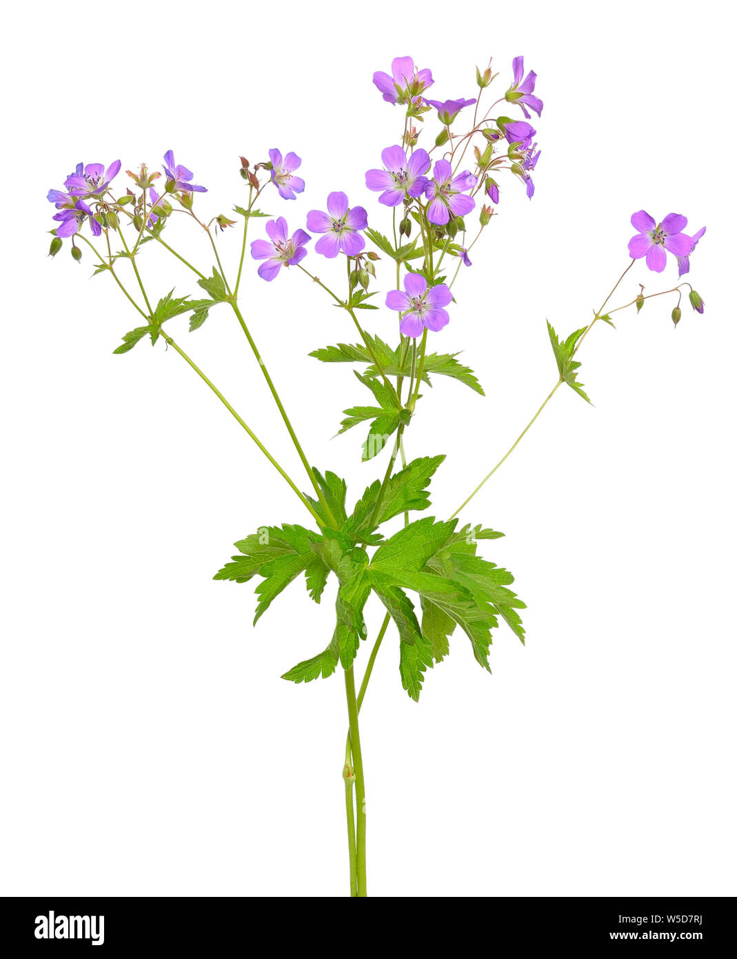 Geranium (Geranium pratense) flower isolated on a white background ...