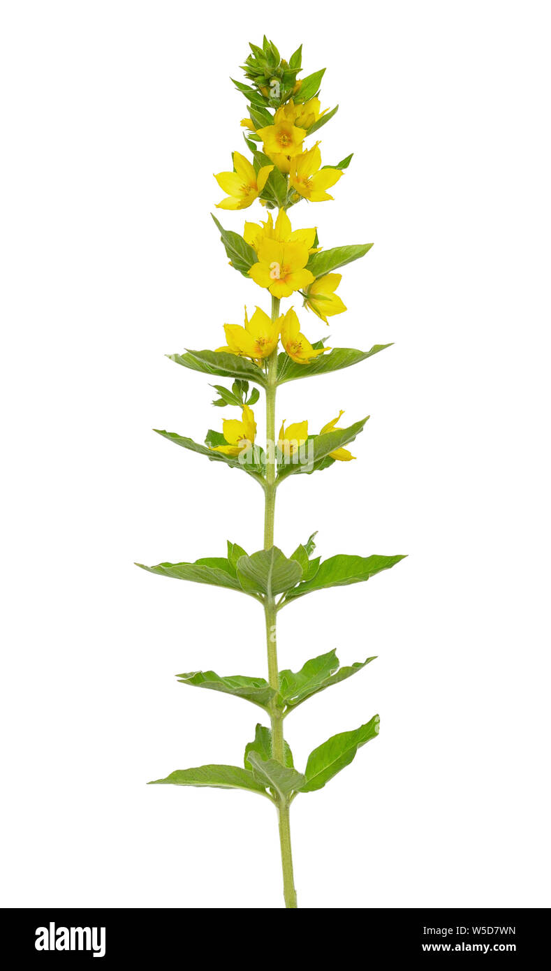 Lysimachia vulgaris flower isolated on white background Stock Photo - Alamy