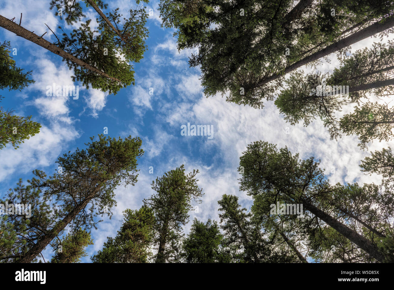 Pine trees rising up to blue sky at sunset, Banff National Park, Canada ...