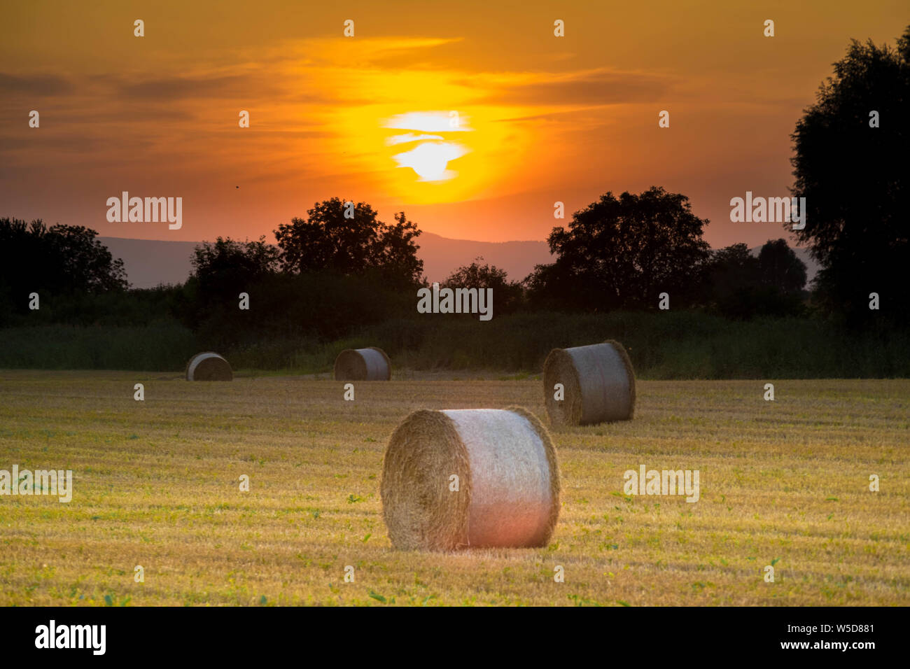 sunset on a wheat field in the kaiserstuhl area in germany Stock Photo ...