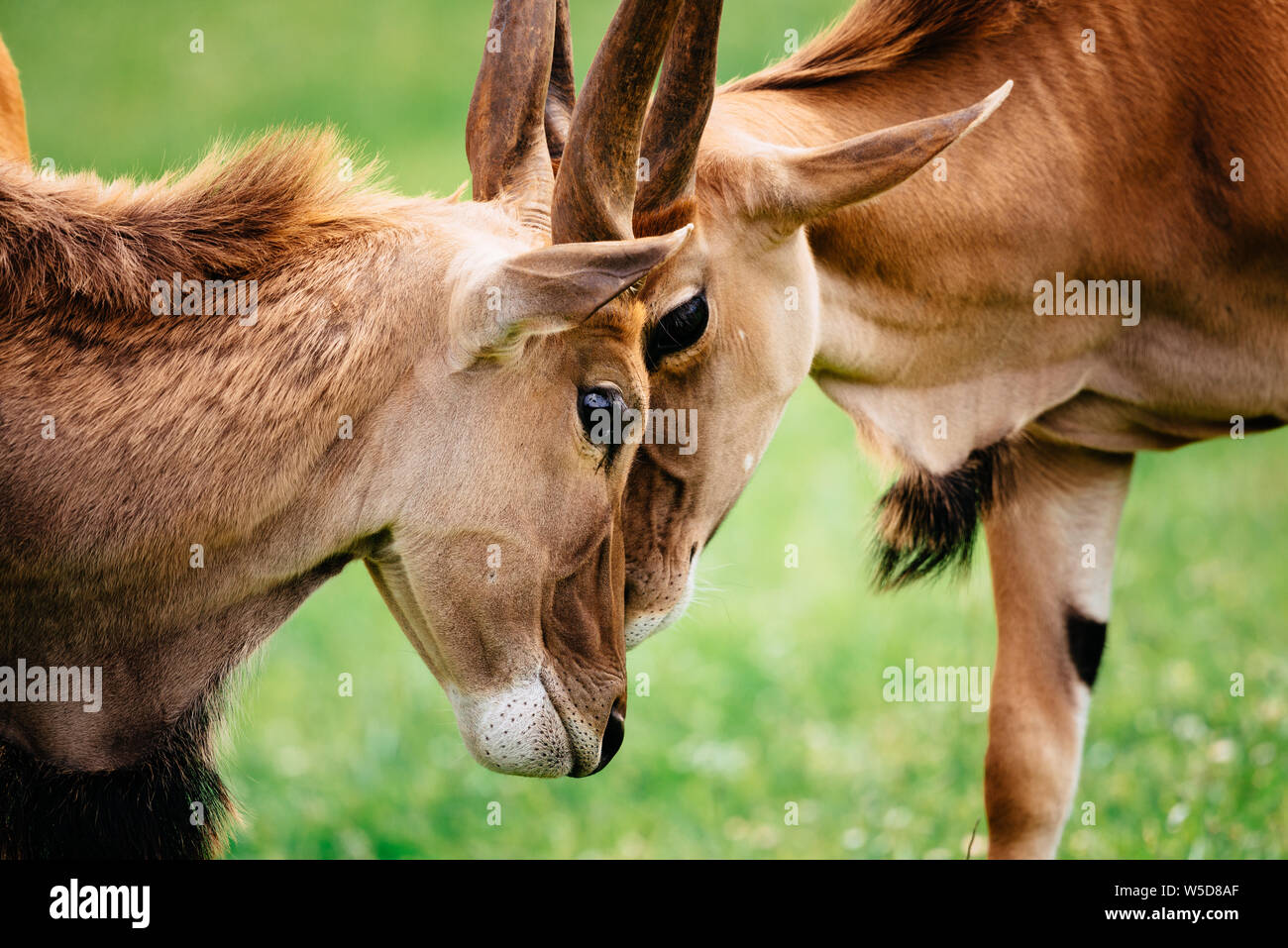 Two oryx antelope hi-res stock photography and images - Alamy