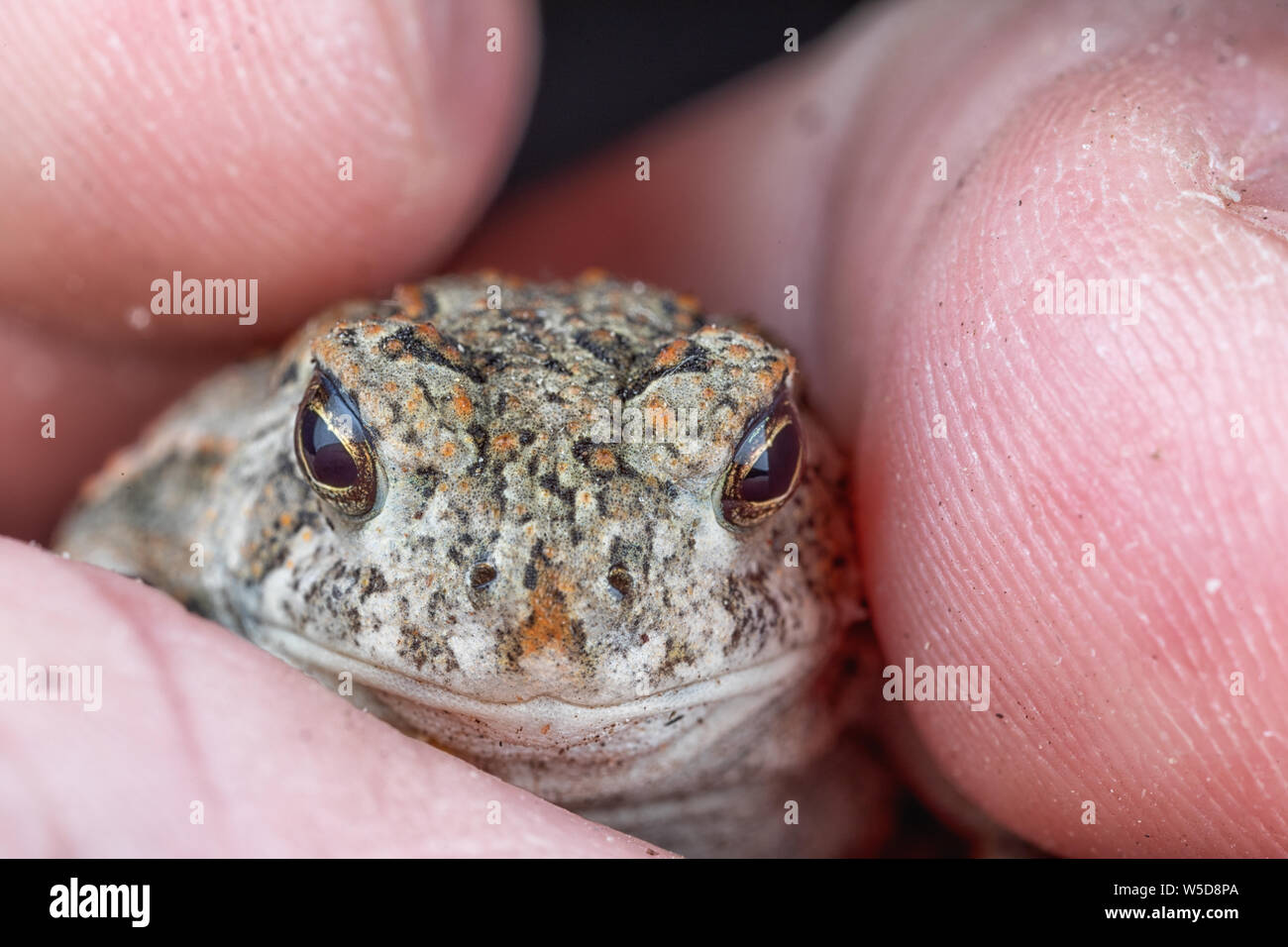 Cute Baby Toads