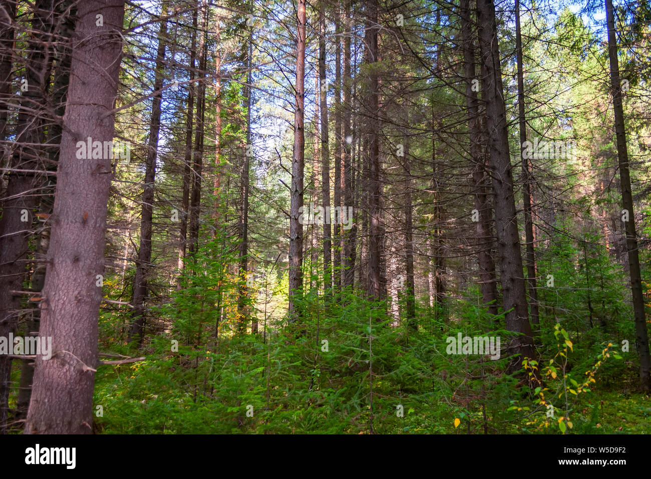 Coniferous Forest tree Background wild woods landscape Stock Photo - Alamy