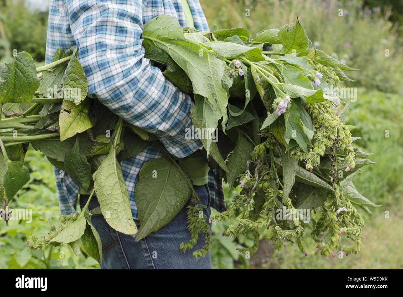 Comfrey feed garden hi-res stock photography and images - Alamy