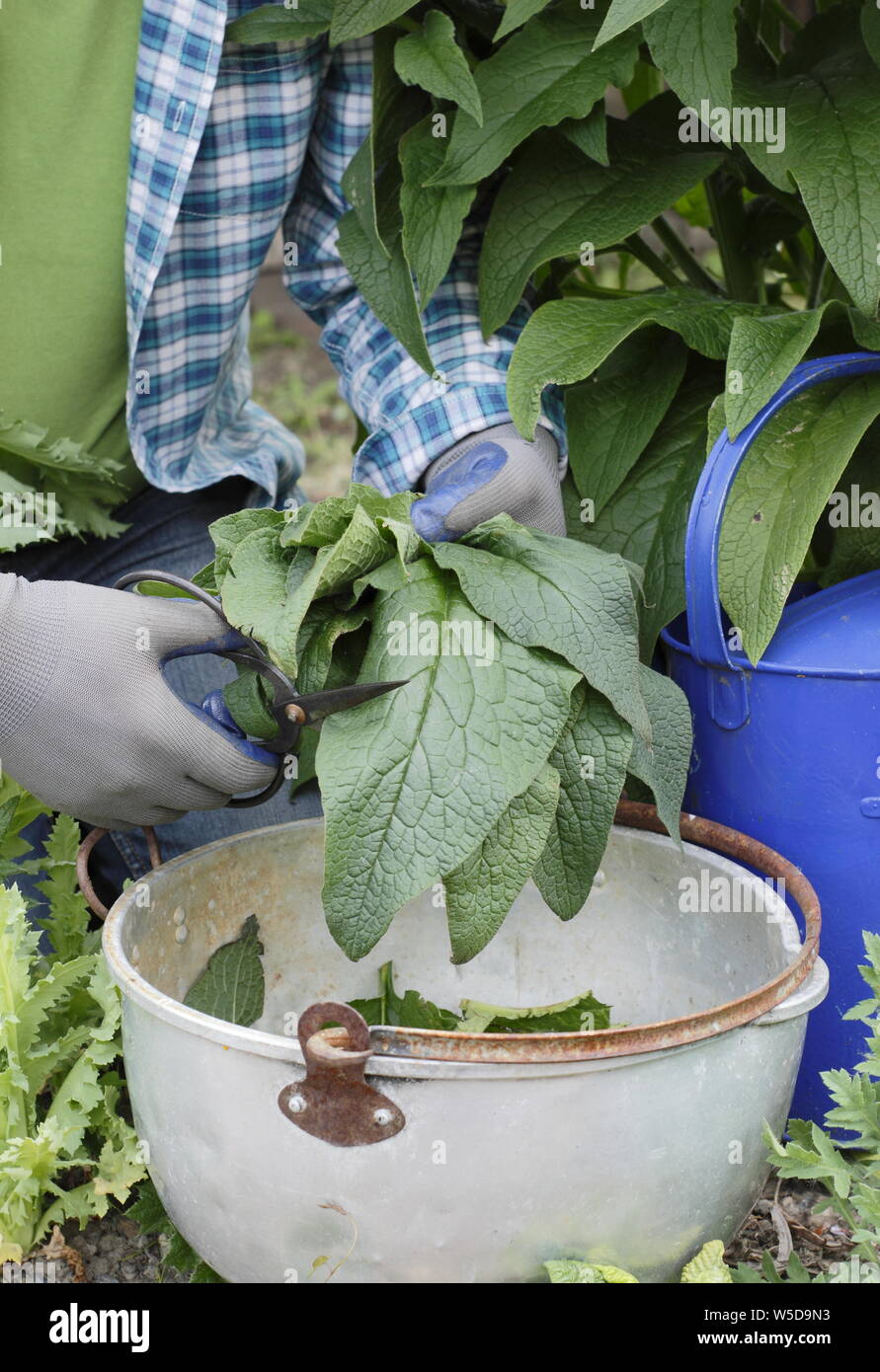 Cutting comfrey leaves hi-res stock photography and images - Alamy