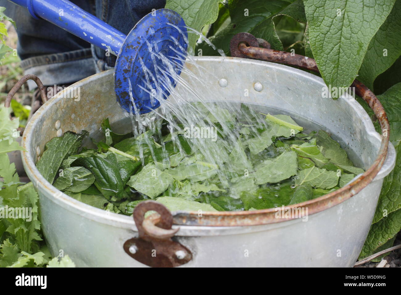 Food leaves hi-res stock photography and images - Alamy