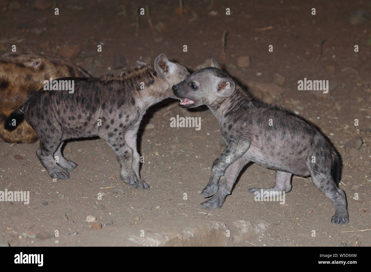 Tüpfelhyäne / Spotted Hyaena / Crocuta crocuta Stock Photo - Alamy