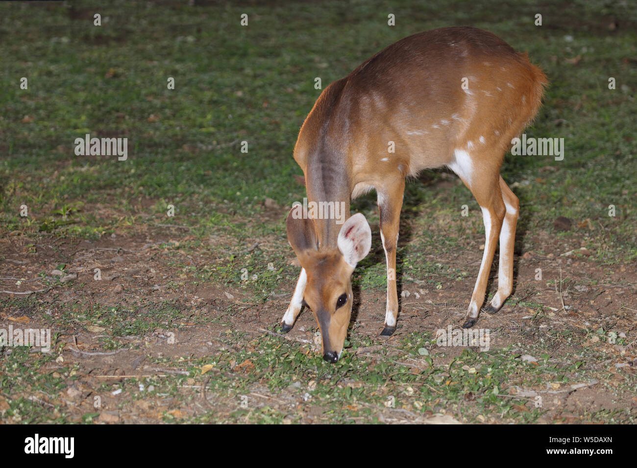 Buschbocke hi-res stock photography and images - Alamy