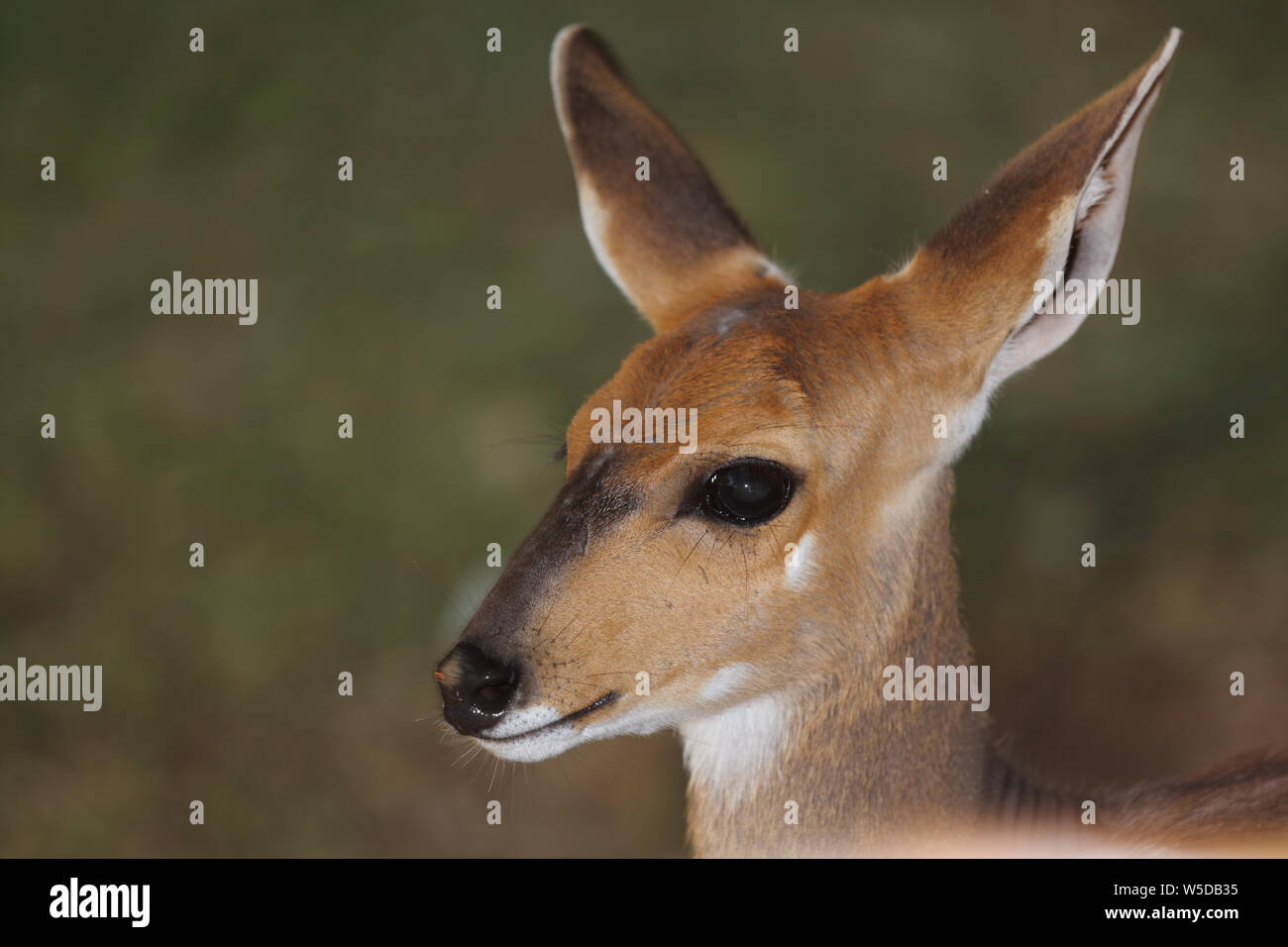 Buschbocke hi-res stock photography and images - Alamy