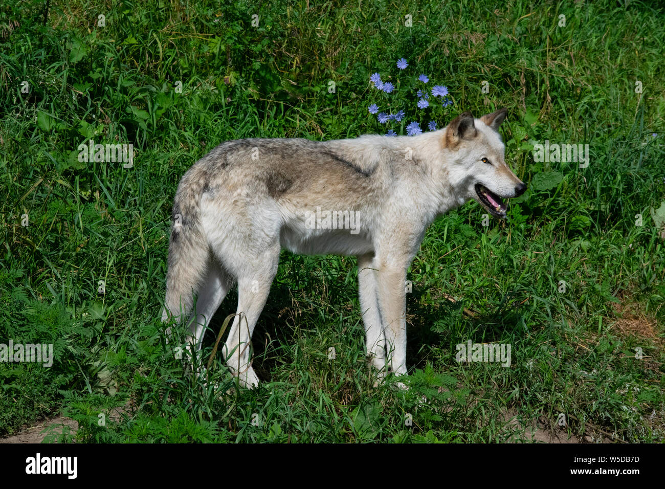 A single Timber Wolf in summer Stock Photo - Alamy