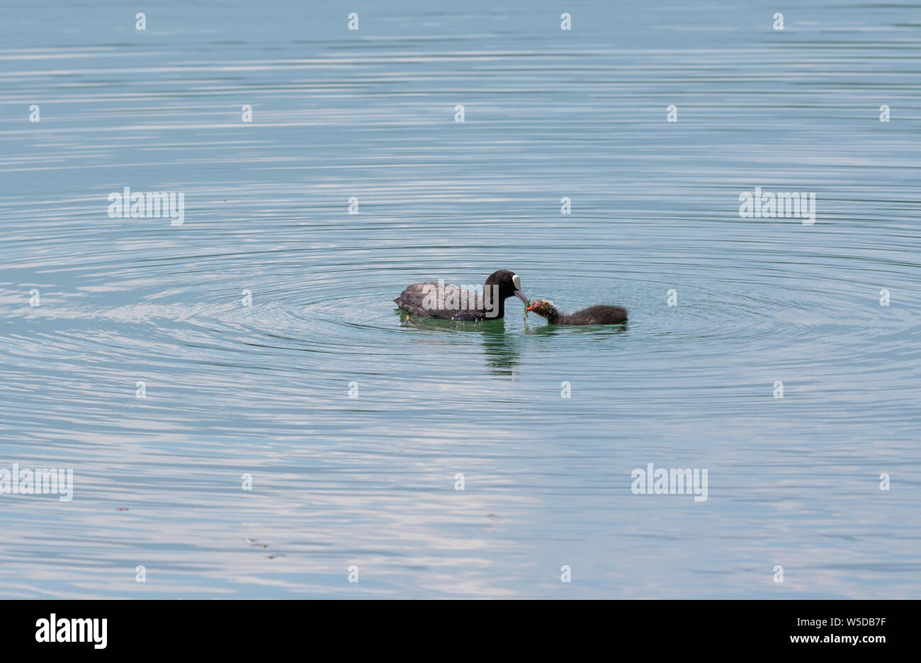 Ducks, mother and son on the lake Stock Photo - Alamy