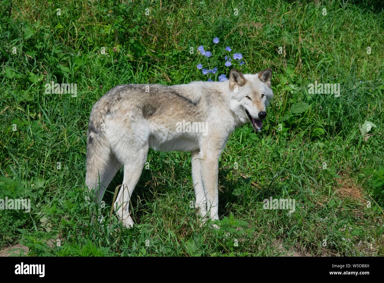 Wolf in summer hi-res stock photography and images - Alamy