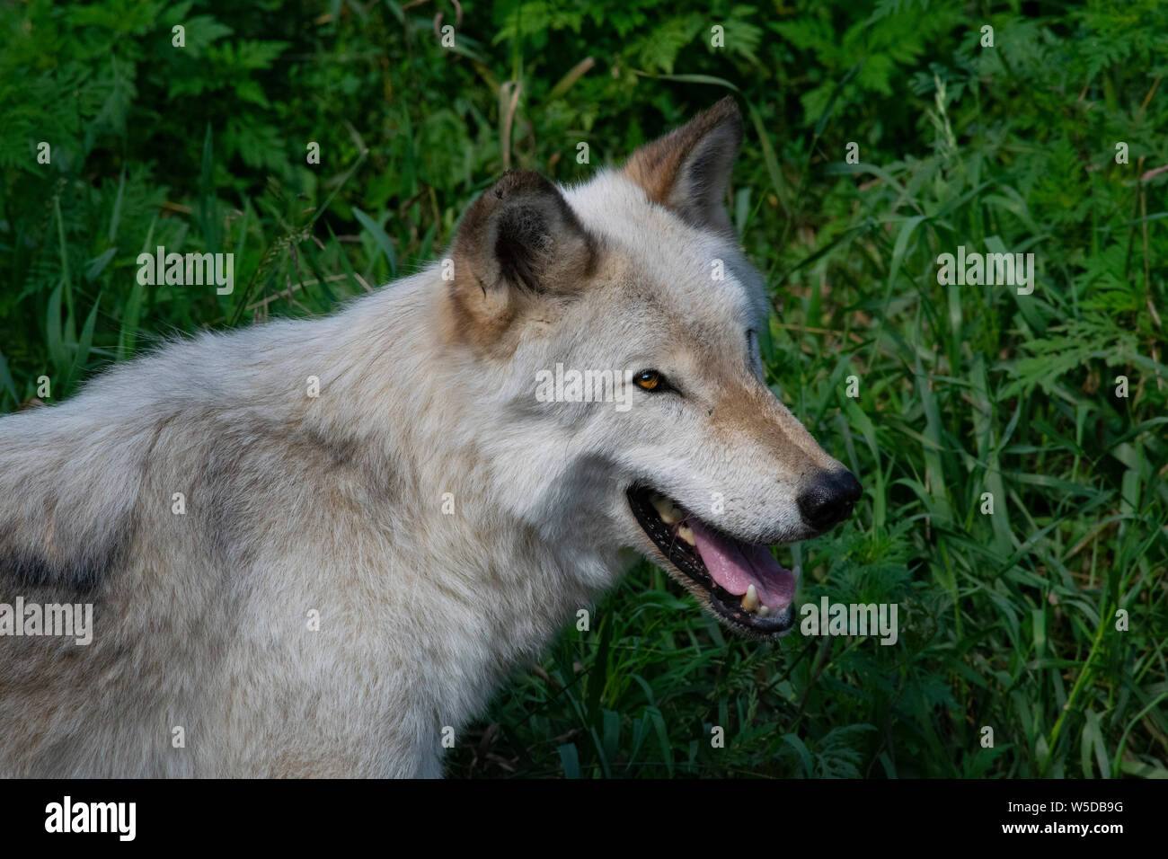 Timber wolf ecomuseum hi-res stock photography and images - Alamy