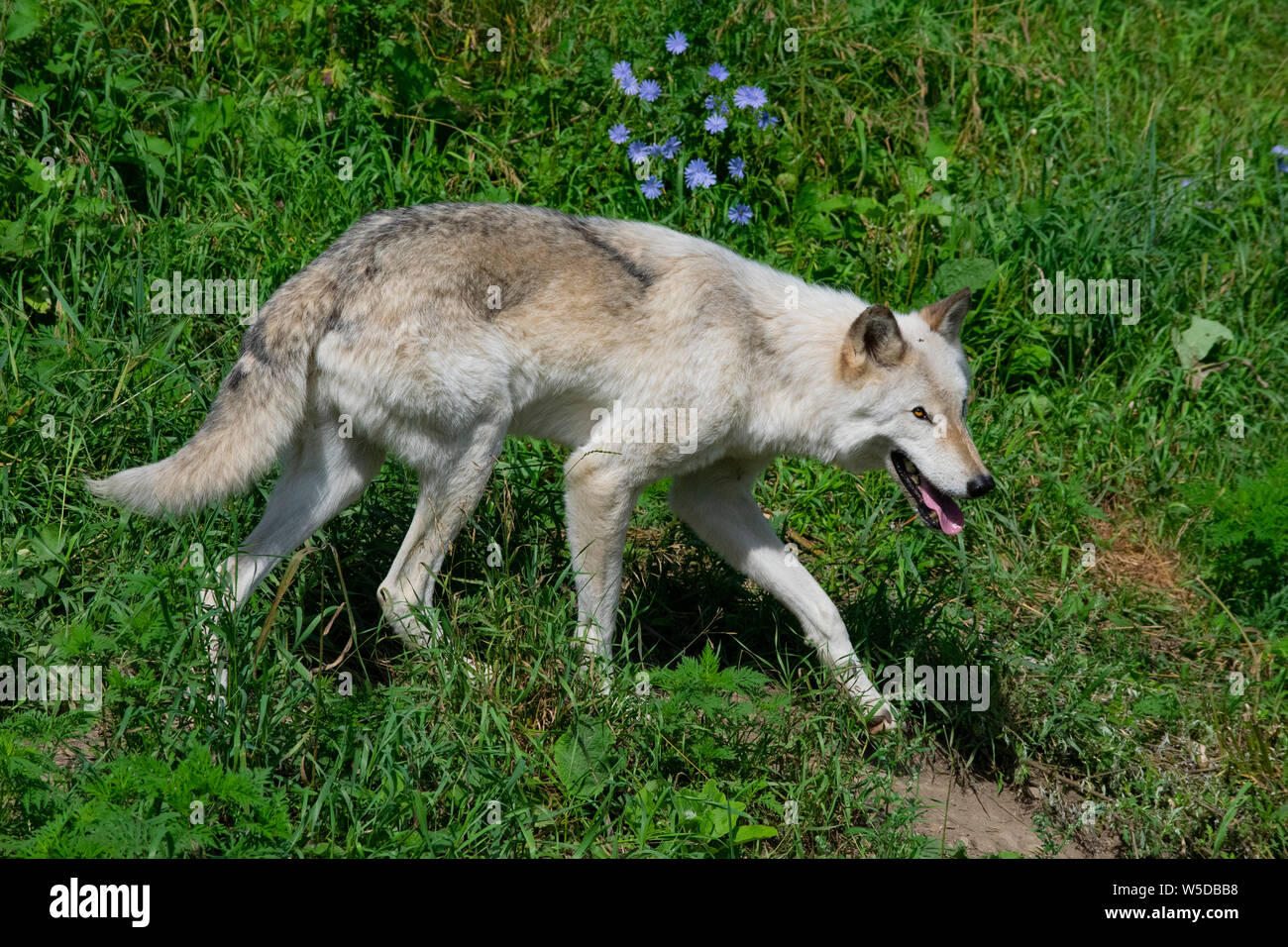 A single Timber Wolf in summer Stock Photo - Alamy
