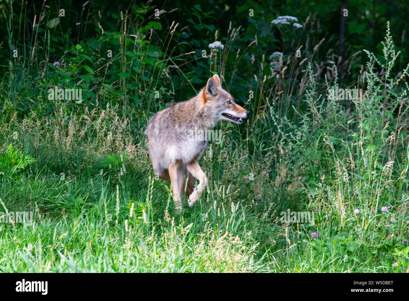 A single Coyote in summer Stock Photo - Alamy