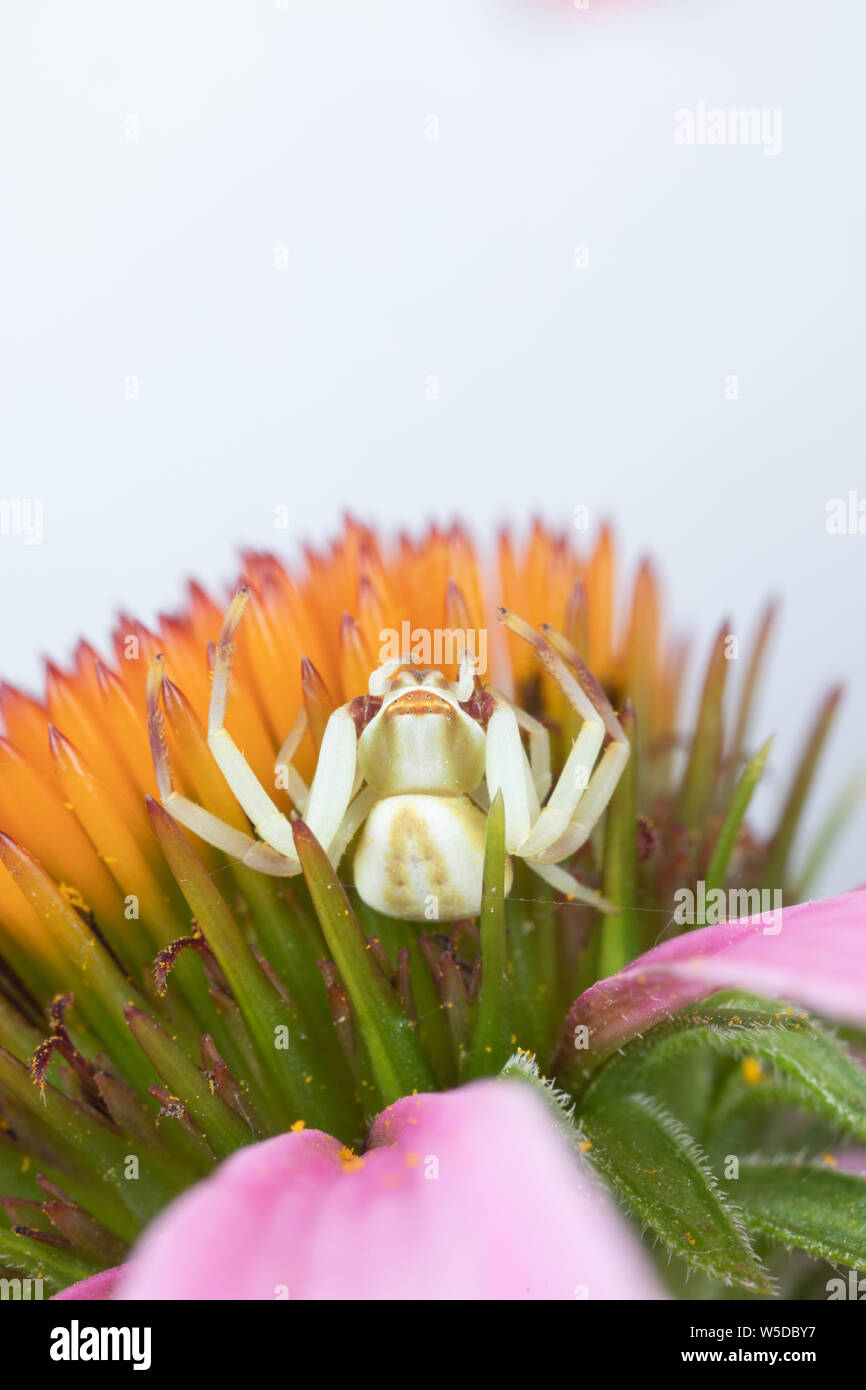 Sneaky insect hi-res stock photography and images - Alamy