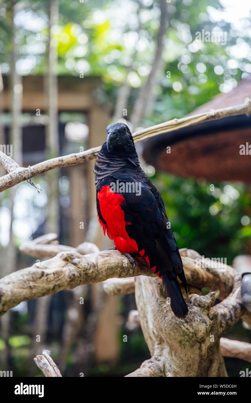 Papuan black parrot at Bali bird park in Indonesia Stock Photo - Alamy