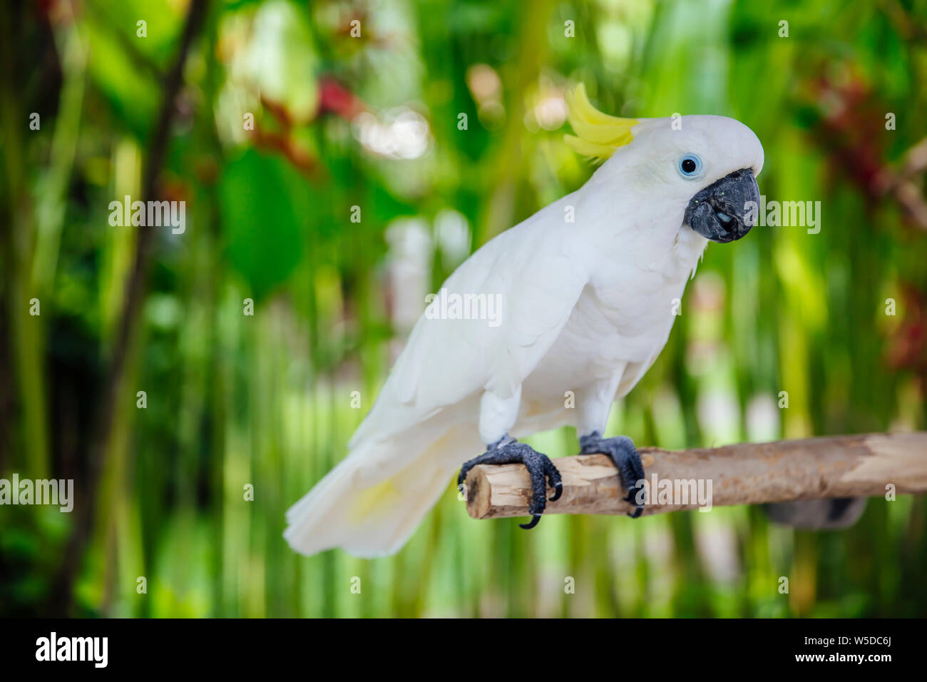 Cockatoo alba indonesia hi-res stock photography and images - Alamy