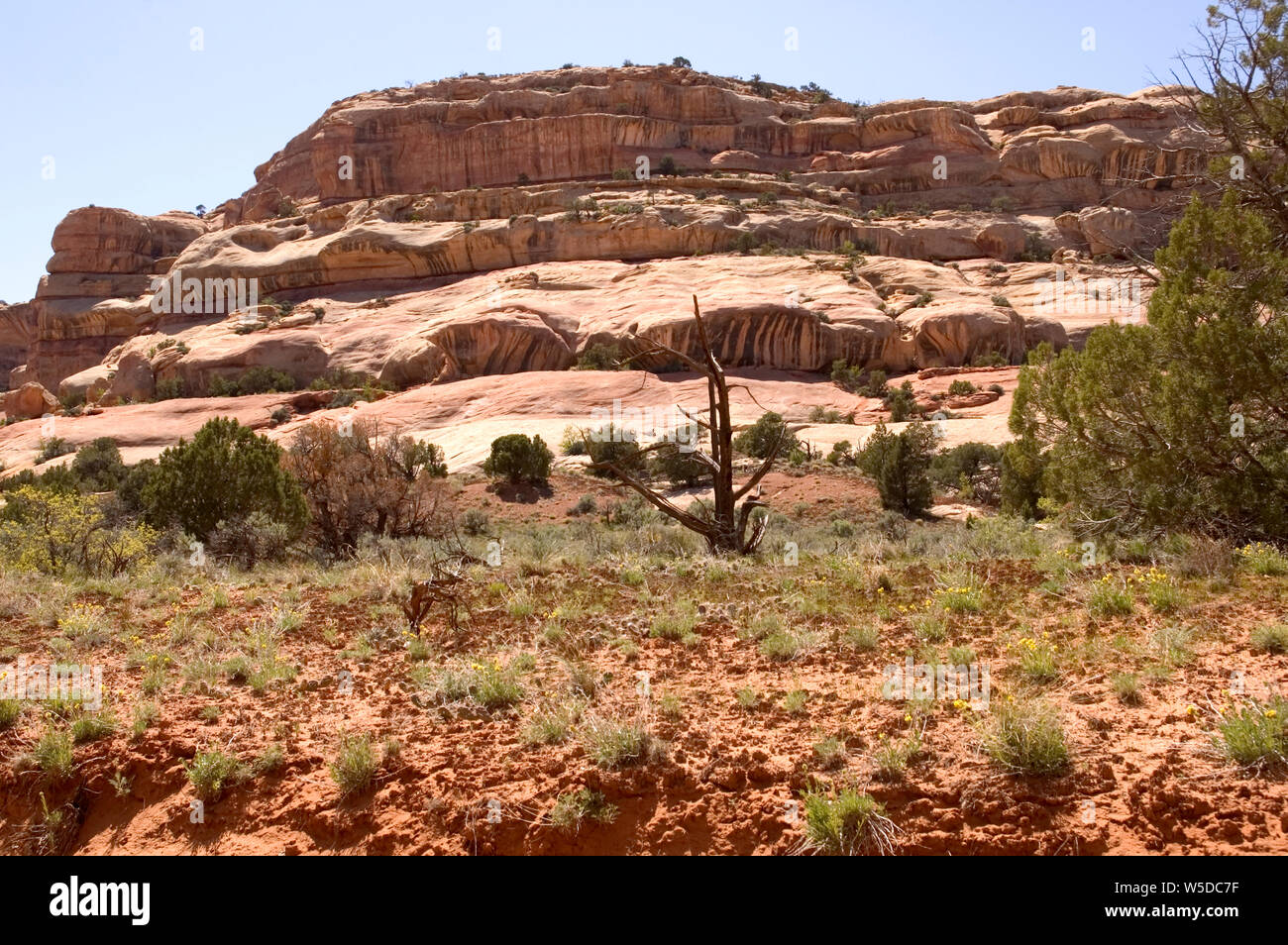 Red slickrock formation along the canyon walls in the Davis Canyon ...