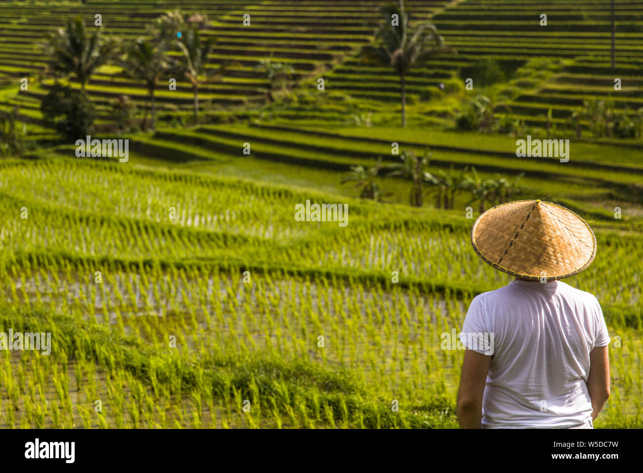 Man with traditional balinese cap at rice fields of Jatiluwih in ...