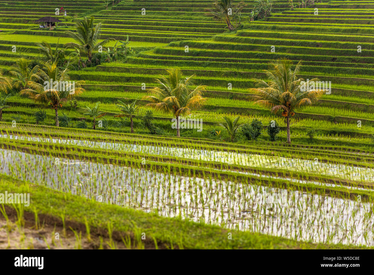Rice fields of Jatiluwih in southeast Bali, Indonesia Stock Photo - Alamy