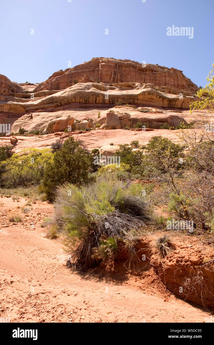 Red slickrock formation along the canyon walls in the Davis Canyon ...