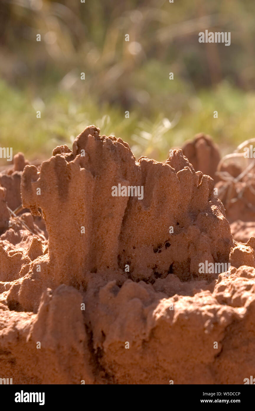 Close up of rare and fragile cryptobiotic soil in the Davis Canyon ...