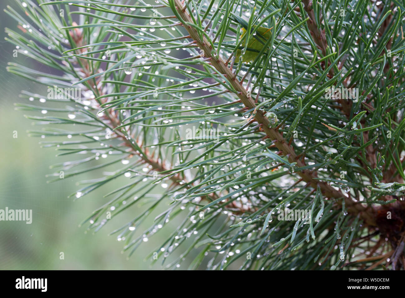 Rain on pine tree hi-res stock photography and images - Alamy