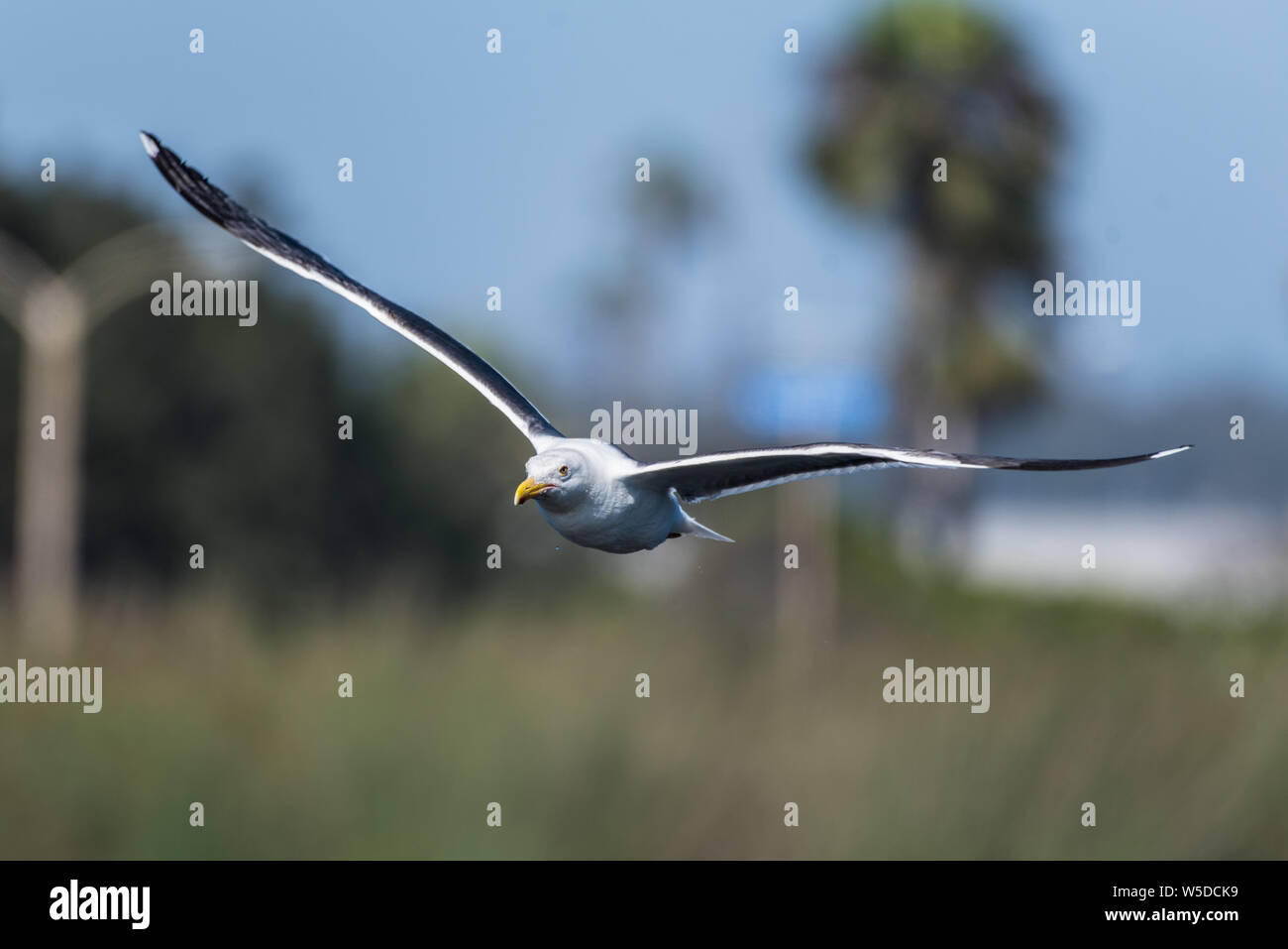 California Seagull flapping wings while taking off in flight to the ...