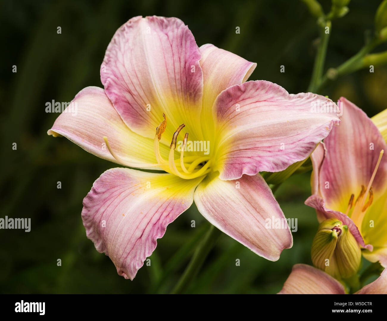 Pink Daylily High Resolution Stock Photography and Images - Alamy