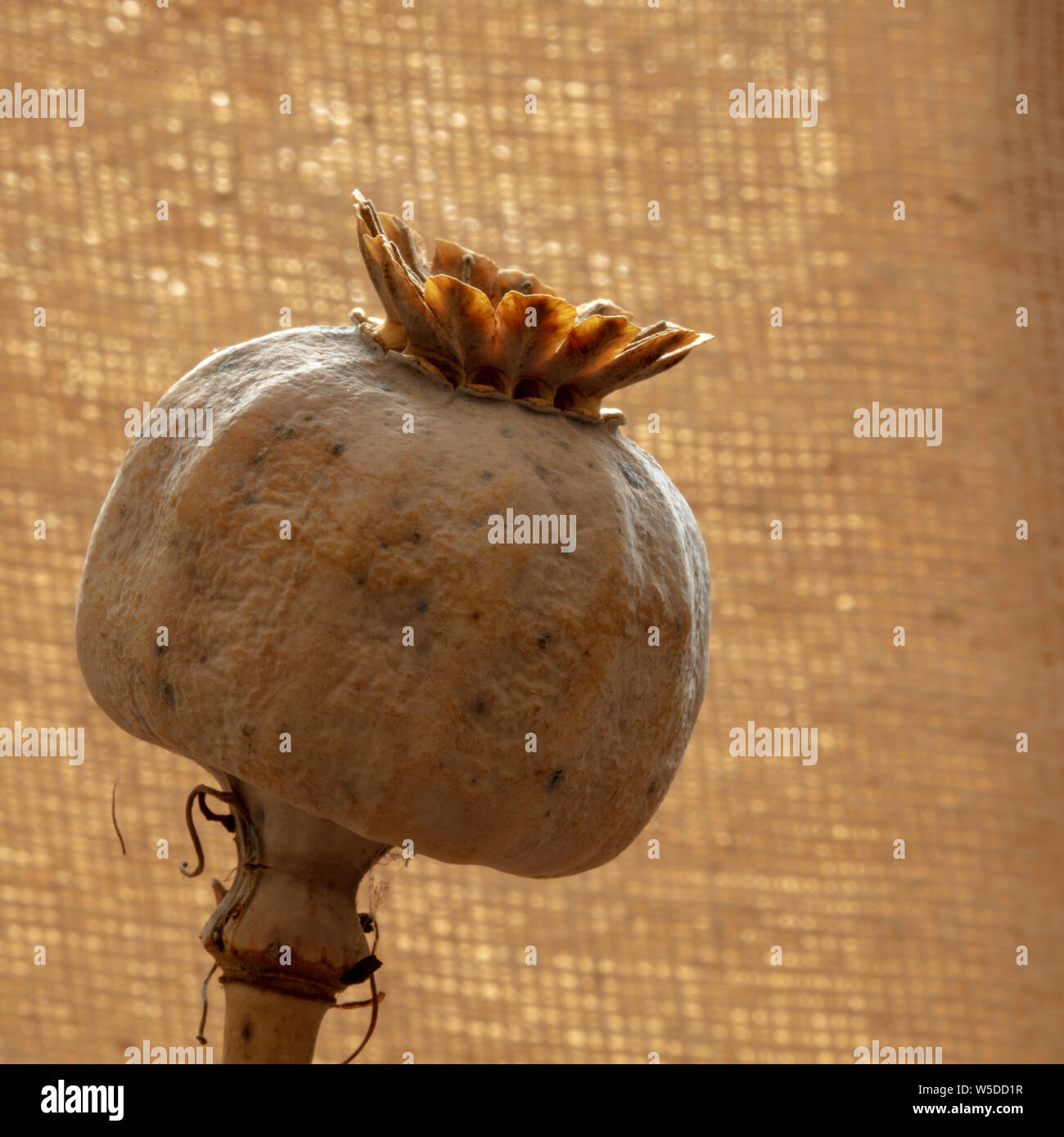 Seed capsules and seed papaver orientale oriental poppy hi-res stock ...